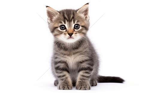 可爱的小猫高清图片下载 正版图片600133202 摄图网