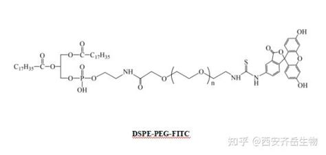 DSPE-PEG-FITC 二硬脂酰磷脂酰乙醇胺聚乙二醇荧光素 FITC-PEG-DSPE - 知乎