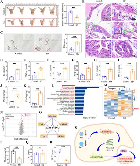 Dual Deficiency Of Melatonin And Dihydrotestosterone Promotes Stromal