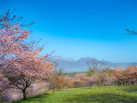 【日本旅遊】春櫻九州、鐵道旅行～雙溫泉體驗、別府空中纜車、夢天空步道、由布院之森列車五日 Kkday