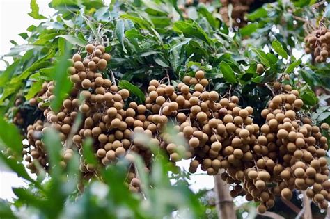 柬埔寨新鲜龙眼迄今累计向中国出口量达6000多吨
