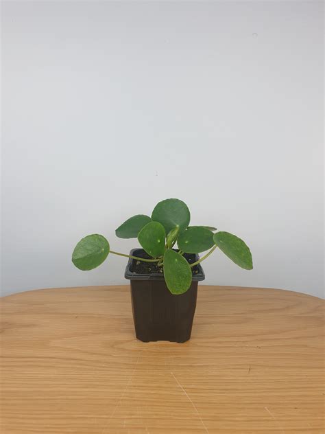Pilea Peperomioides Chinese Money Plant In 2022 Chinese Money Plant