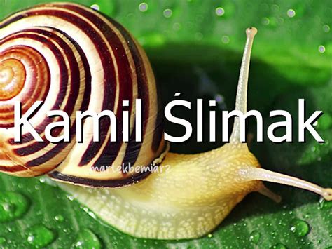 Memy Których Jeszcze Nie Widziałeś Kamil ślimak Facebook