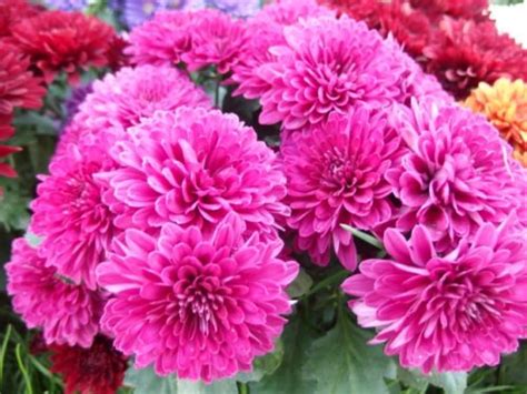 アスターエゾギクサツマギクの花言葉の意味由来誕生花花言葉のシャルロー