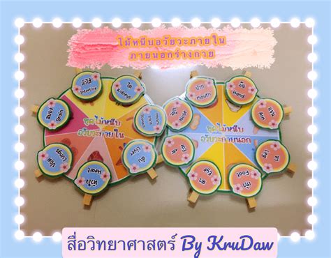 ชุดไม้หนีบอวัยวะภายในภายนอก Science Dawnoy Thaipick