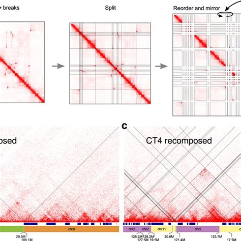 Analysis Of The Chromatin Structure Of Reshuffled Chromosomes A Download Scientific Diagram