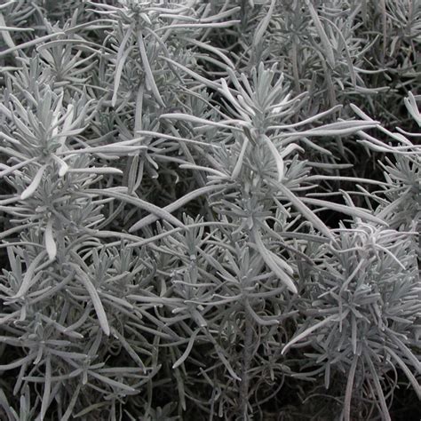 Helichrysum Apiculatum Korma®