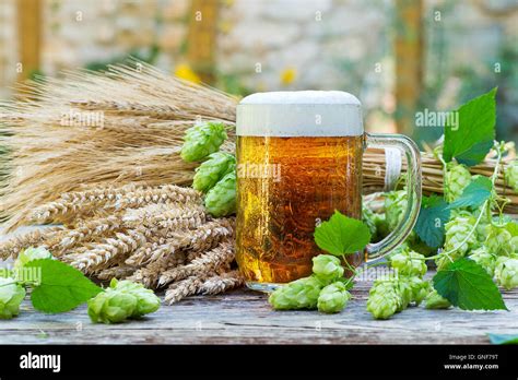 Glass Of Beer With Hops And Raw Material For Beer Production Stock