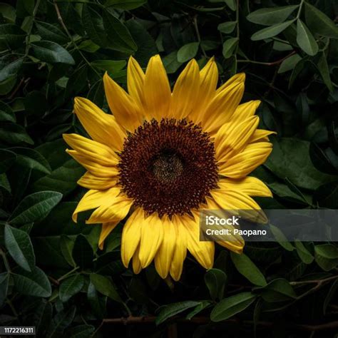 해바라기와 녹색 잎으로 만든 창조적 인 레이아웃 자연 최소한의 배경입니다 개념에 대한 스톡 사진 및 기타 이미지 개념 계절 구도 Istock