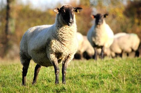 Rural Campaigners Call Haywards Heath Town Council ‘anti Farming After