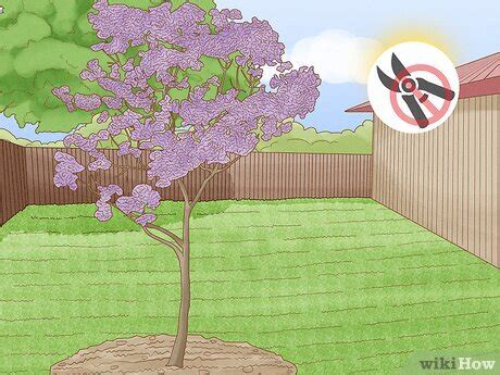 How To Grow A Jacaranda Tree A Step By Step Guide