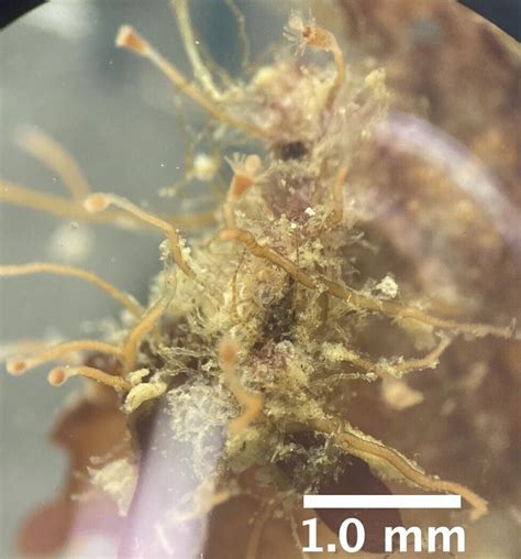 エダウミヒドラの一種をペット化することになりました花は退化気味ですがクダウミヒドラと異なり触手が一列環でトランペット型の口丘を形成して