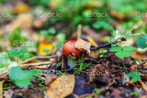 이끼 가을 숲 배경에 빨간 러셋 모자와 식용 작은 버섯 Russula 자연 환경의 곰팡이가 닫힙히 가을에 대한 스톡 사진 및