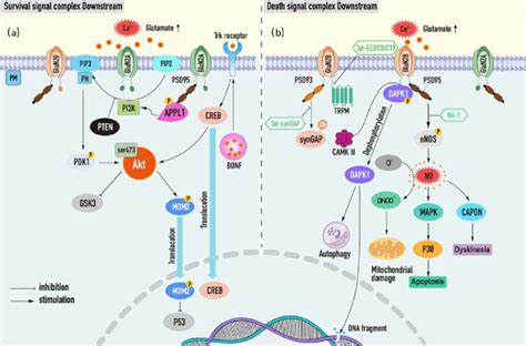 Neuronal Survival And Death Signal Complexes And Downstream Pathways