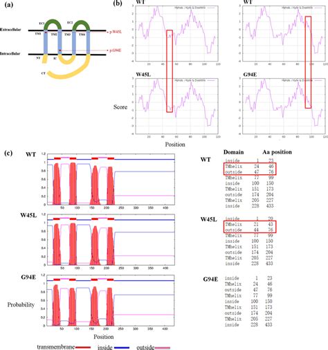 Functional Prediction By Bioinformatics A The Position Of Variants And Download Scientific