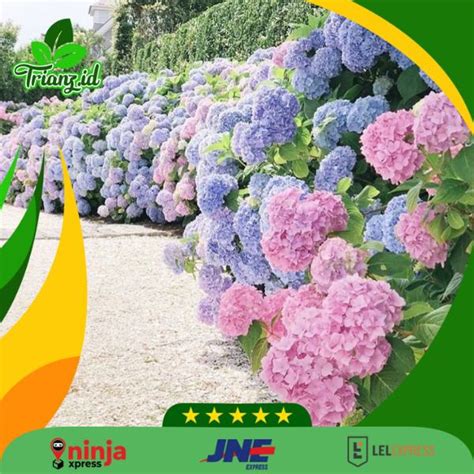 Jual Tanaman Hias Roten Bunga Berondong Shopee Indonesia