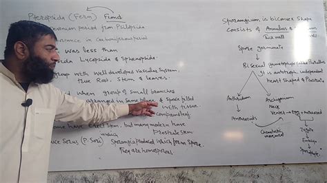 Life Cycle Of Pteropsida Pteropsida Biology 1st Year Biology