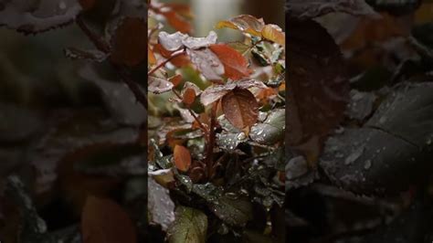 Shorts Day 5 Daily Declaring Scriptures One Minute Daily Declaring Scriptures Sound Of Rain