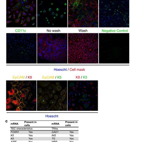 Pdf Human Thymic Epithelial Primary Cells Produce Exosomes Carrying