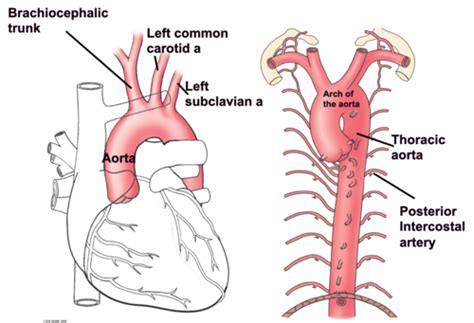 Anatomy And Physiology Lab Quiz 2 Flashcards Quizlet