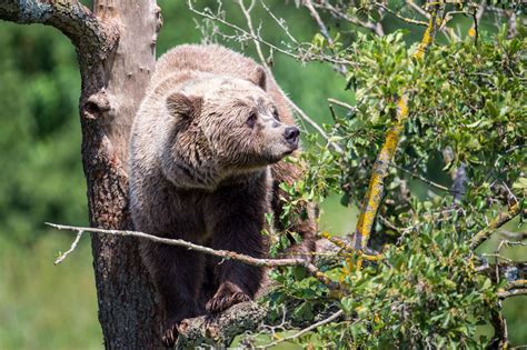 Braunbär In Bayern Löst Kontroverse Aus Geo