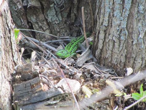 Lizard Desktop Wallpapers Phone Wallpaper Pfp S And More