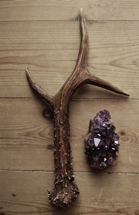 Feather And Moss Curiosities Photo