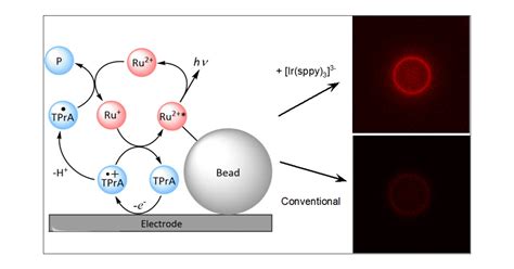 Electrochemiluminescence Amplification In Bead Based Assays Induced By