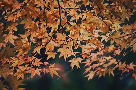 عکس برگ های زرد پاییزی 44633 Autumn مزرعه فوتیج