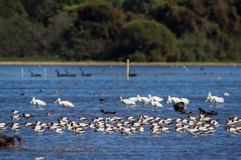 Lake Mclarty Excursion Western Australian Naturalists Club