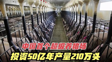 中国出现超级养猪场年产量达到210万头成世界第一饲养大国【科普局】 Youtube