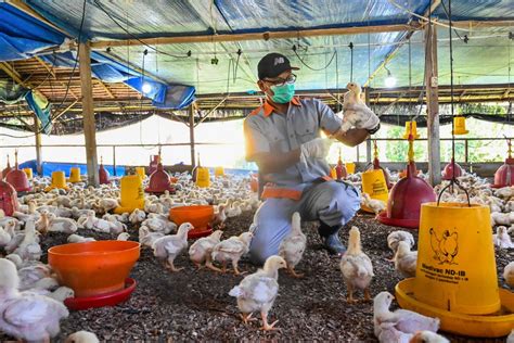 Gripe aviária surto exige atenção mas especialistas não acreditam no risco de nova pandemia
