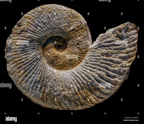 Fossil Ammonite Oxytropidoceras Cretaceous Fort Worth Texas Stock