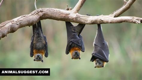 Why Is It Illegal To Kill Bats 10 Essential Facts To Know