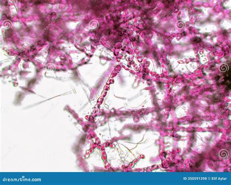 Probiotics Bacteria On White Background Bacteria And Microorganisms