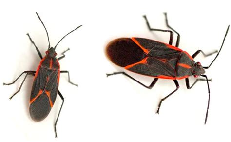 How To Get Rid Of Boxelder Bugs Permanently Pestsguide