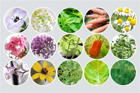 Plant Seeds