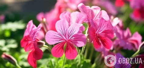 Як доглядати за геранню щоб пишно цвіла взимку поради Oboz Ua