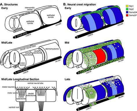 Figure 2 From Division Of Labor During Trunk Neural Crest Development Semantic Scholar
