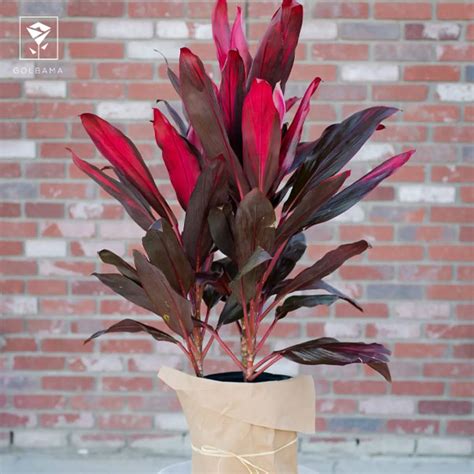 گیاه دراسنا Dracaena روش نگهداری بهترین قیمت گل آپارتمانی گل باما