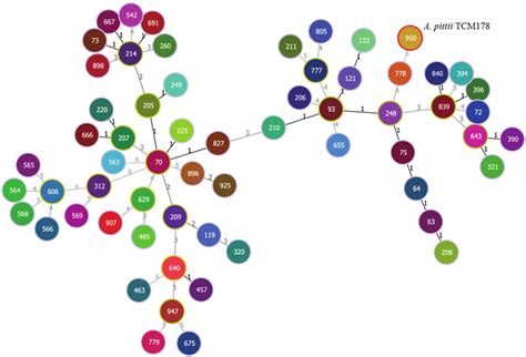 Minimum Spanning Tree Analysis Of Acinetobacter Pittii Isolates Based