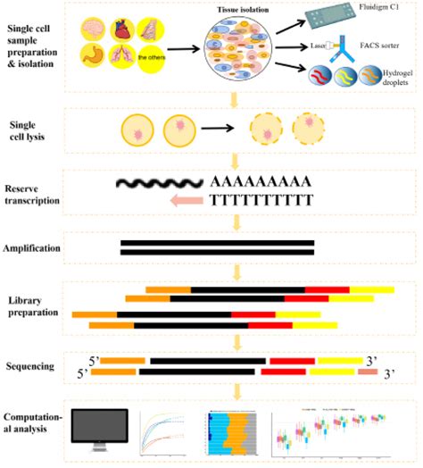 Overview Of Scrna‐seq This Process Includes Single Cell Isolation Download Scientific