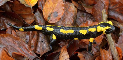 Feuersalamander Salamandra Salamandra Foto And Bild Tiere Wildlife Amphibien And Reptilien