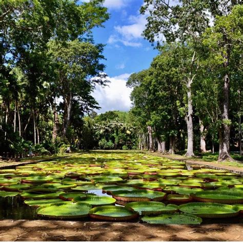 Sir Seewoosagur Ramgoolam Botanical Garden Living Nomads Travel