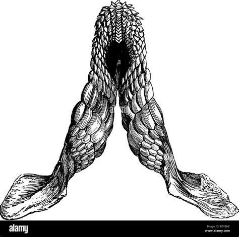 Structure Of A Fish Scale Hi Res Stock Photography And Images Alamy
