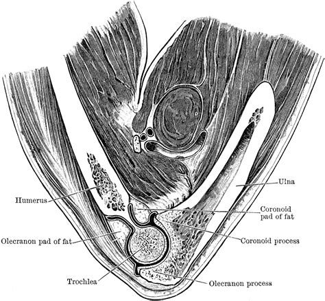 Vertical Section Through Elbow Joint Clipart Etc