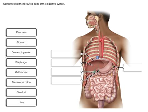 Solved Correctly Label The Following Parts Of The Digestive Chegg