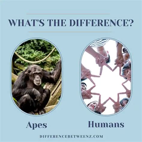 Difference Between Apes And Humans Difference Betweenz
