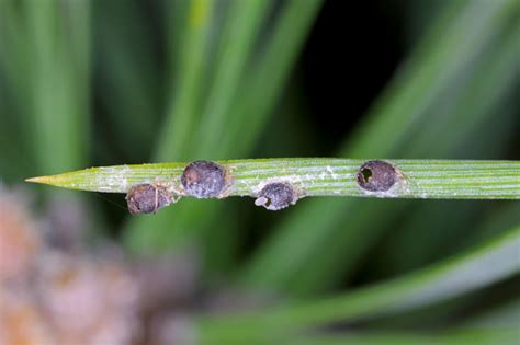 기생 왁시 회색 소나무 바늘 진딧물 Schizolachnus 파인티는 유럽과 아시아의 일부에서 일반적이고 널리 퍼져 북미에 도입되었습니다 소나무 바늘에 곤충 0명에 대한