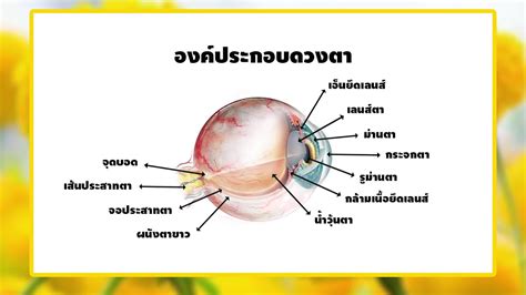 โรคจอประสาทตาเสื่อมในผู้สูงอายุจะป้องกันและแก้ไขอย่างไร มาฟัง เภสัชกร